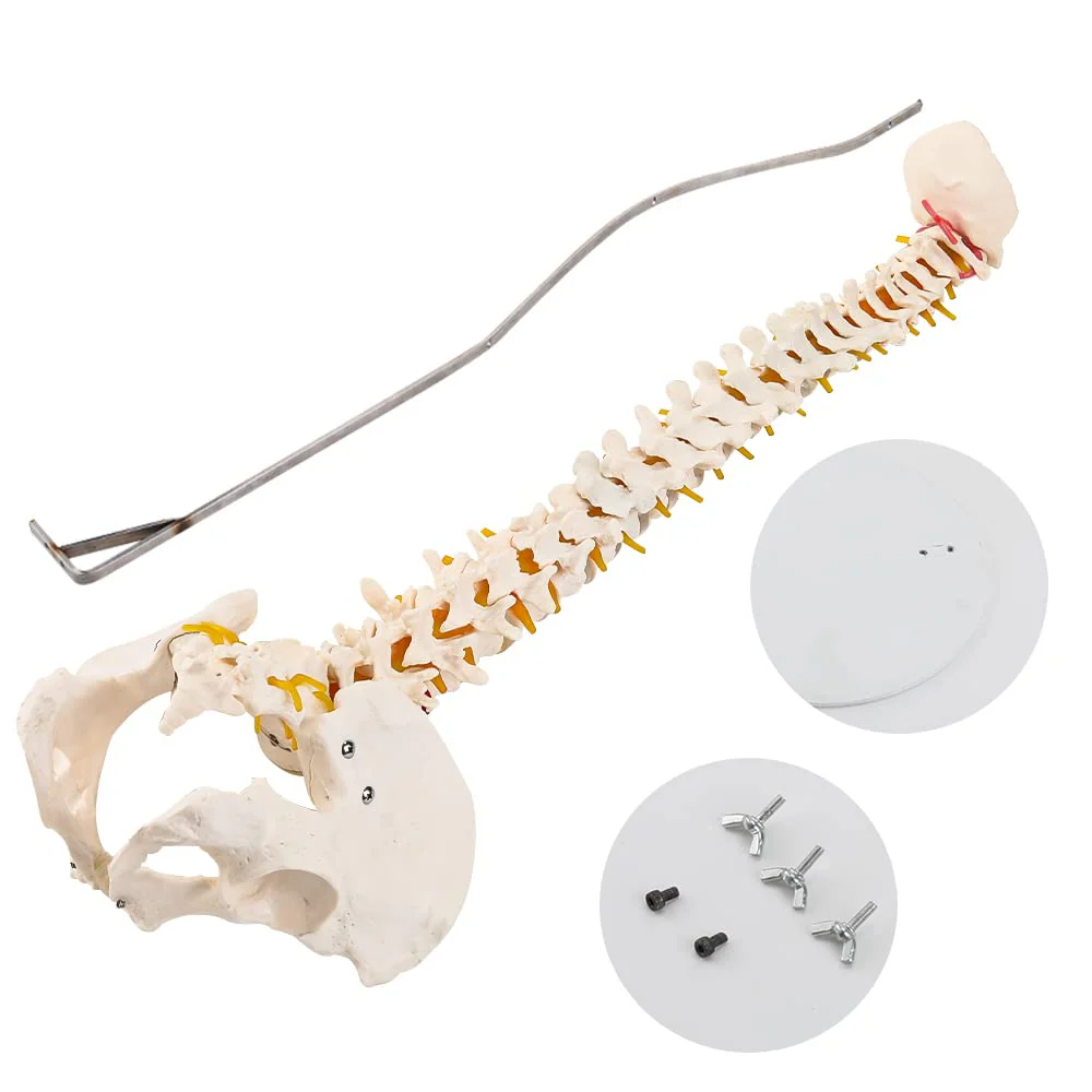 Human Spine Anatomical Model 34” – ajbiodiagnostics