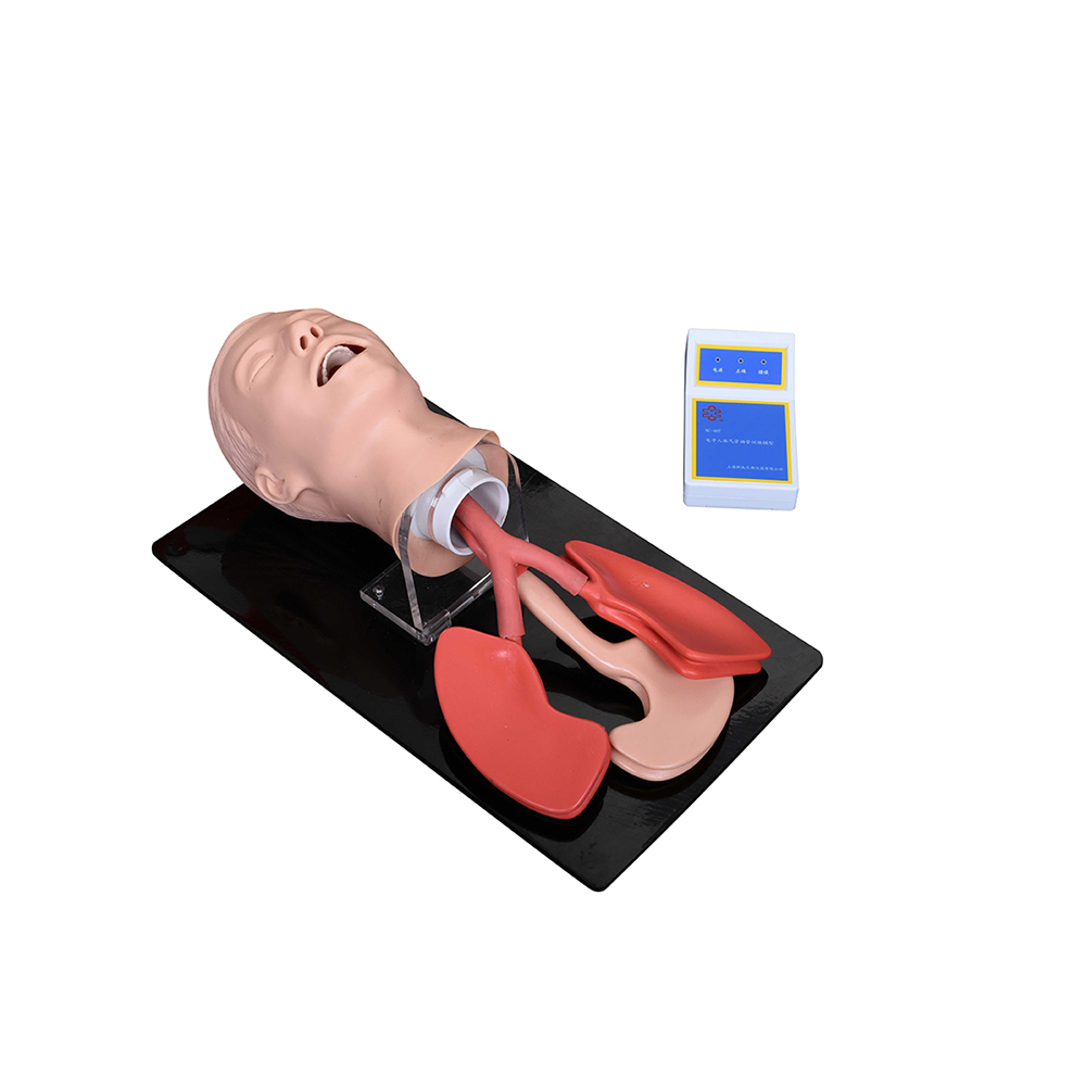 Advanced Human Tracheal Intubation Training Model – ajbiodiagnostics
